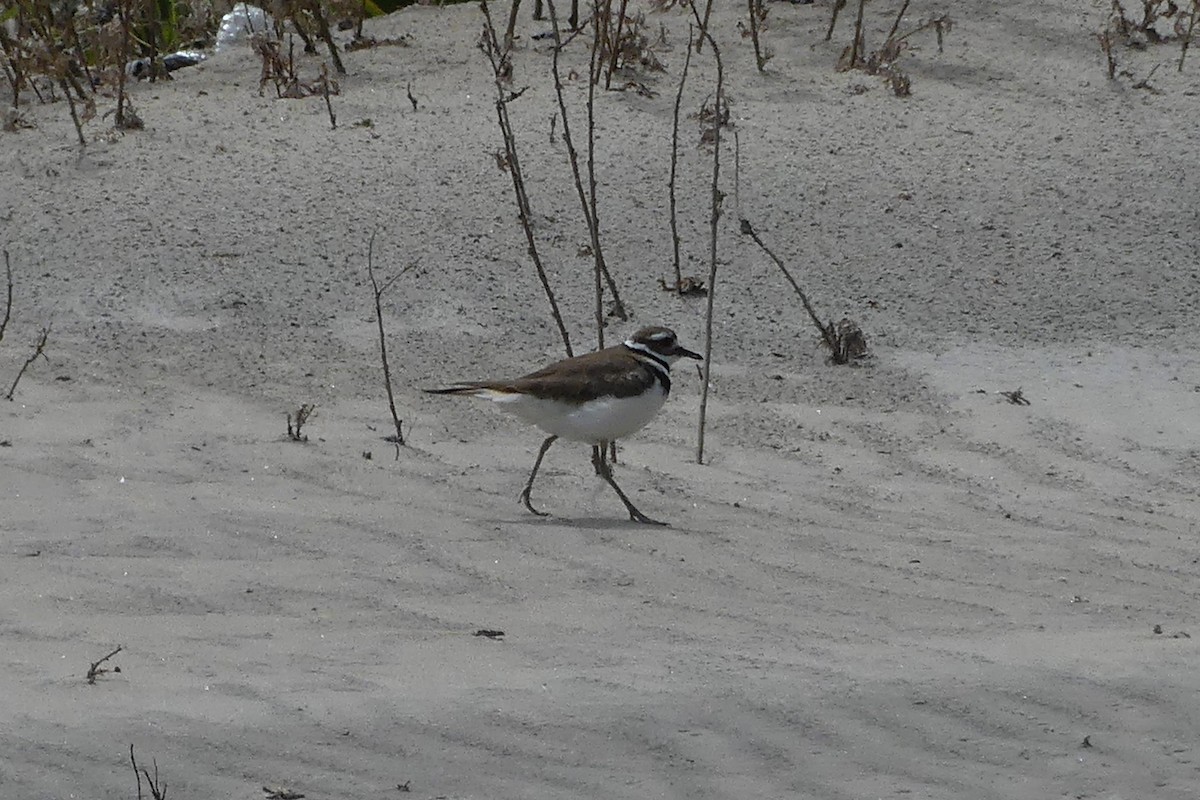 eBird Checklist - 10 Jun 2024 - Wasaga Beach Provincial Park--Piping Plover Beach - 5 species