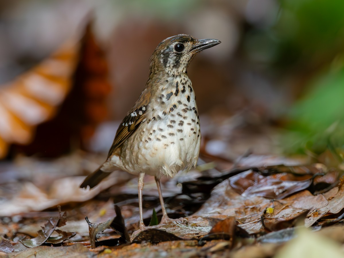 Spot-winged Thrush - Geokichla spiloptera - Birds of the World