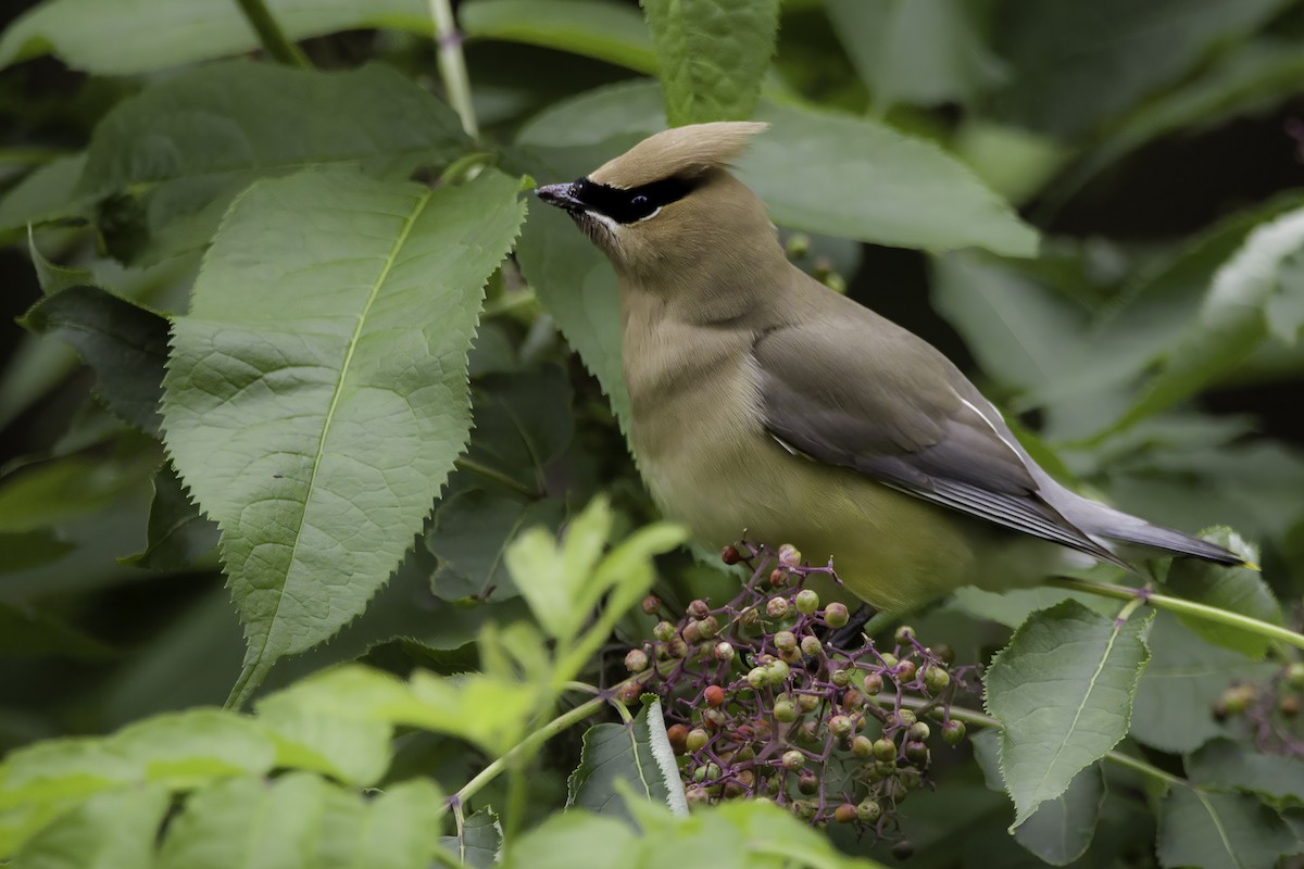 eBird Checklist - 11 Jun 2024 - Ottawa--Andrew Haydon Park - 14 species
