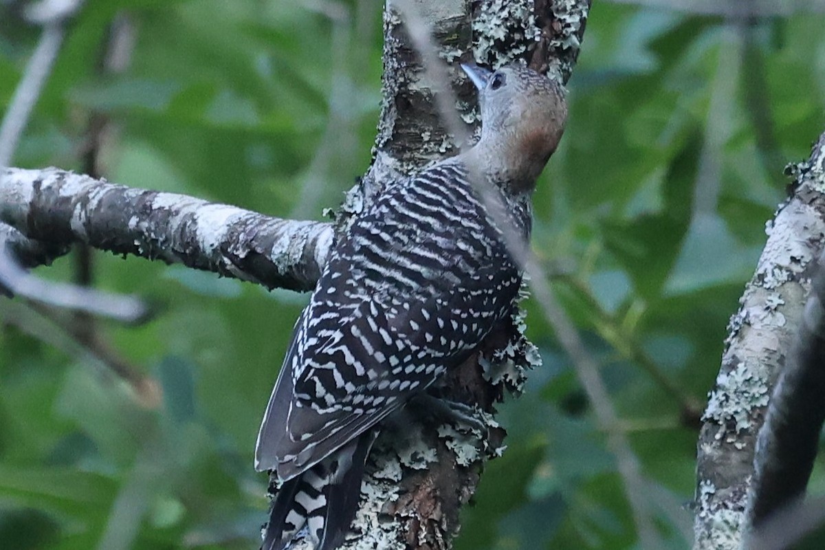 eBird Checklist - 12 Jun 2024 - Skyline WMA - 13 species