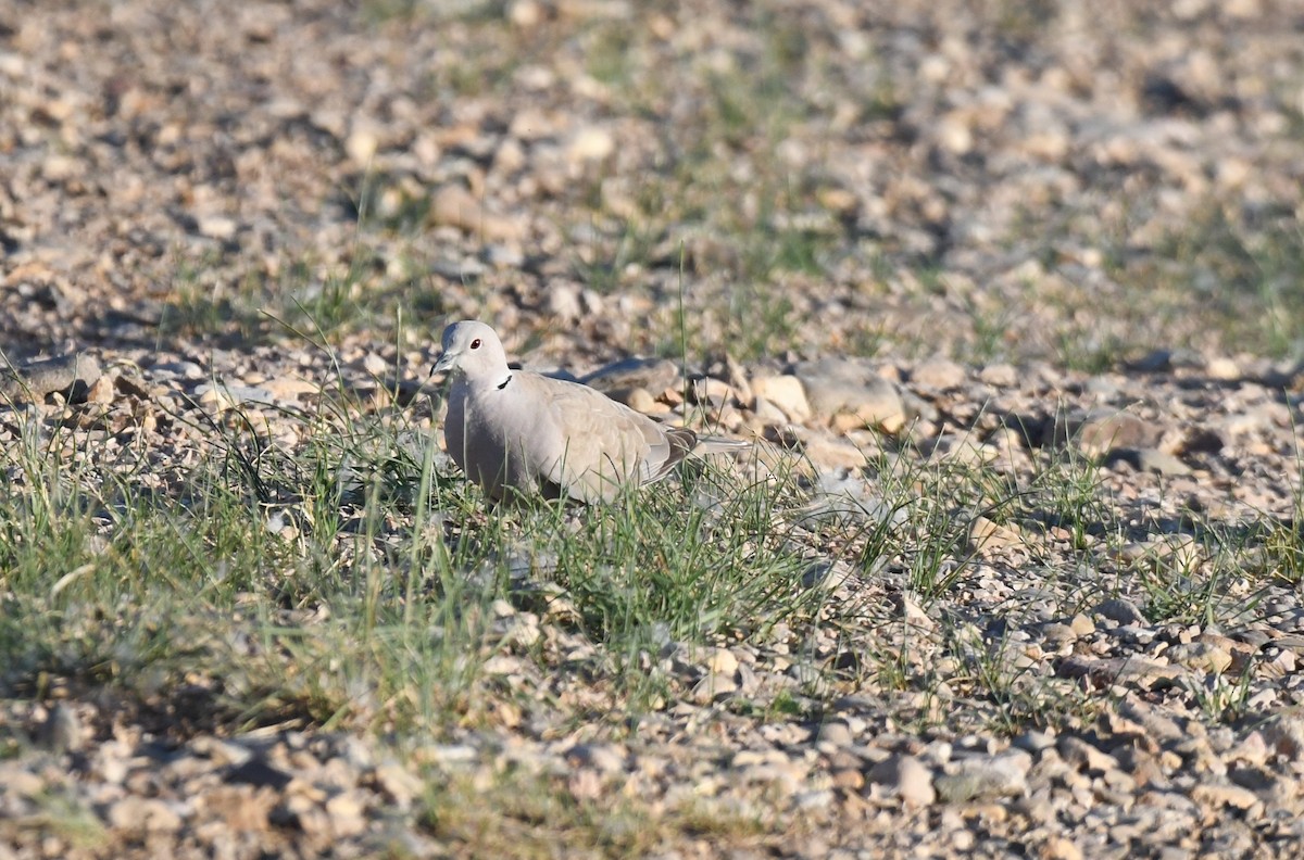 eBird Checklist - 12 Jun 2024 - Bear Butte Lake - 25 species