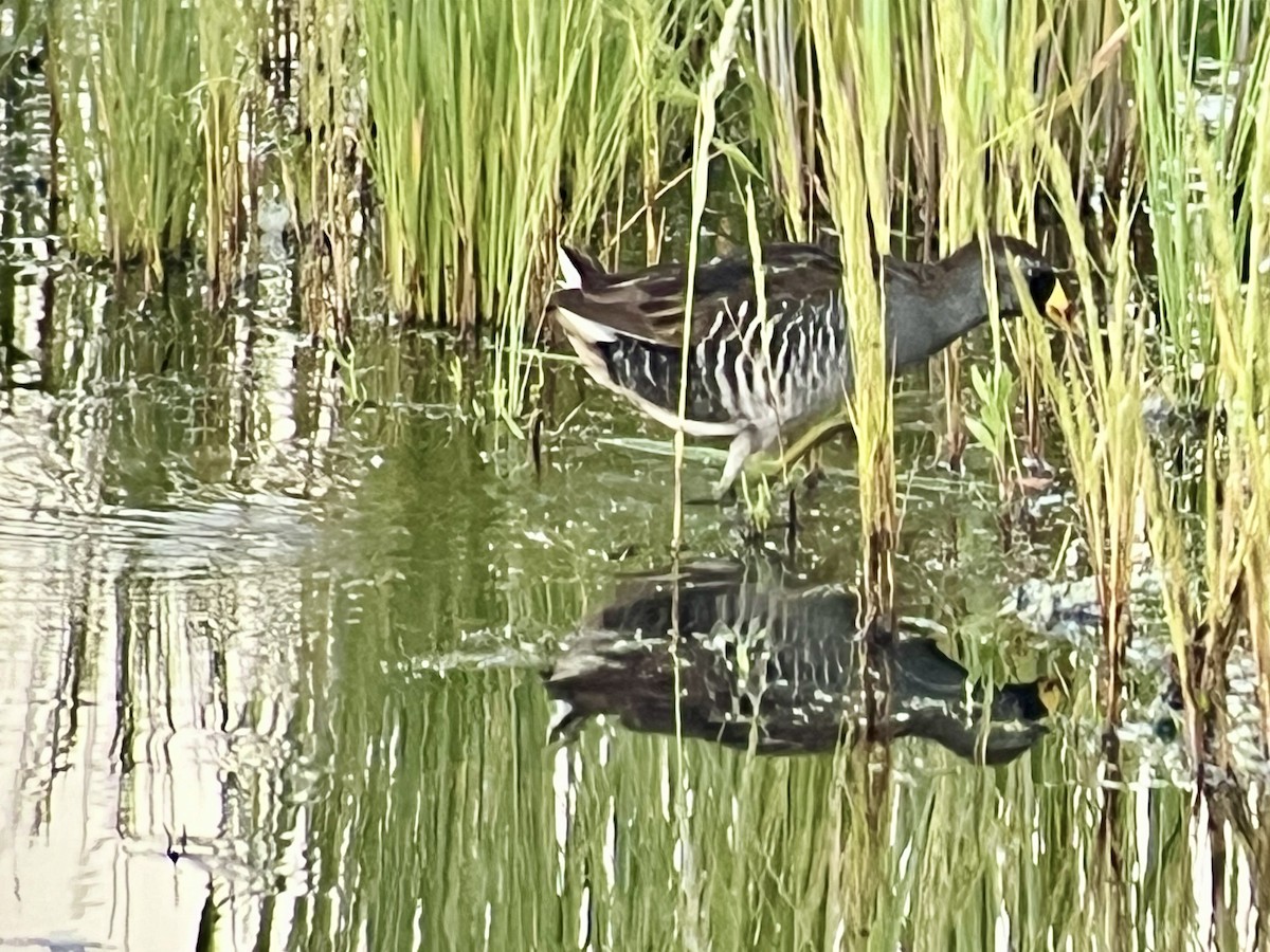 eBird Checklist - 13 Jun 2024 - Paisley (town) - 55 species (+2 other taxa)