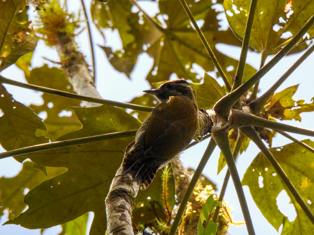 eBird Checklist - 12 Jun 2024 - Chinácota-Toledo, Norte de Santander ...