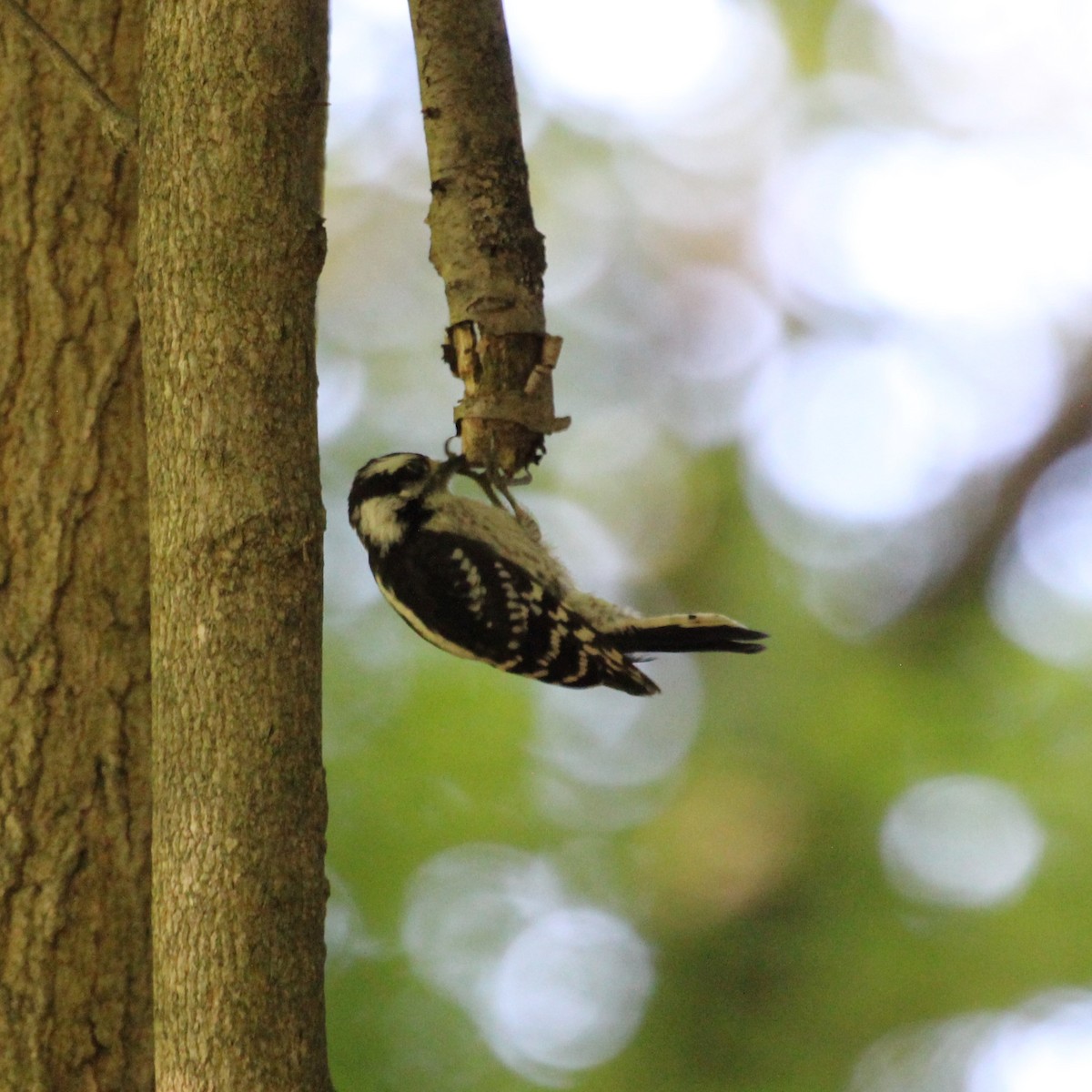 Pennsylvania Bird Atlas Checklist - 13 Jun 2024 - SFU Grotto To McGuire ...