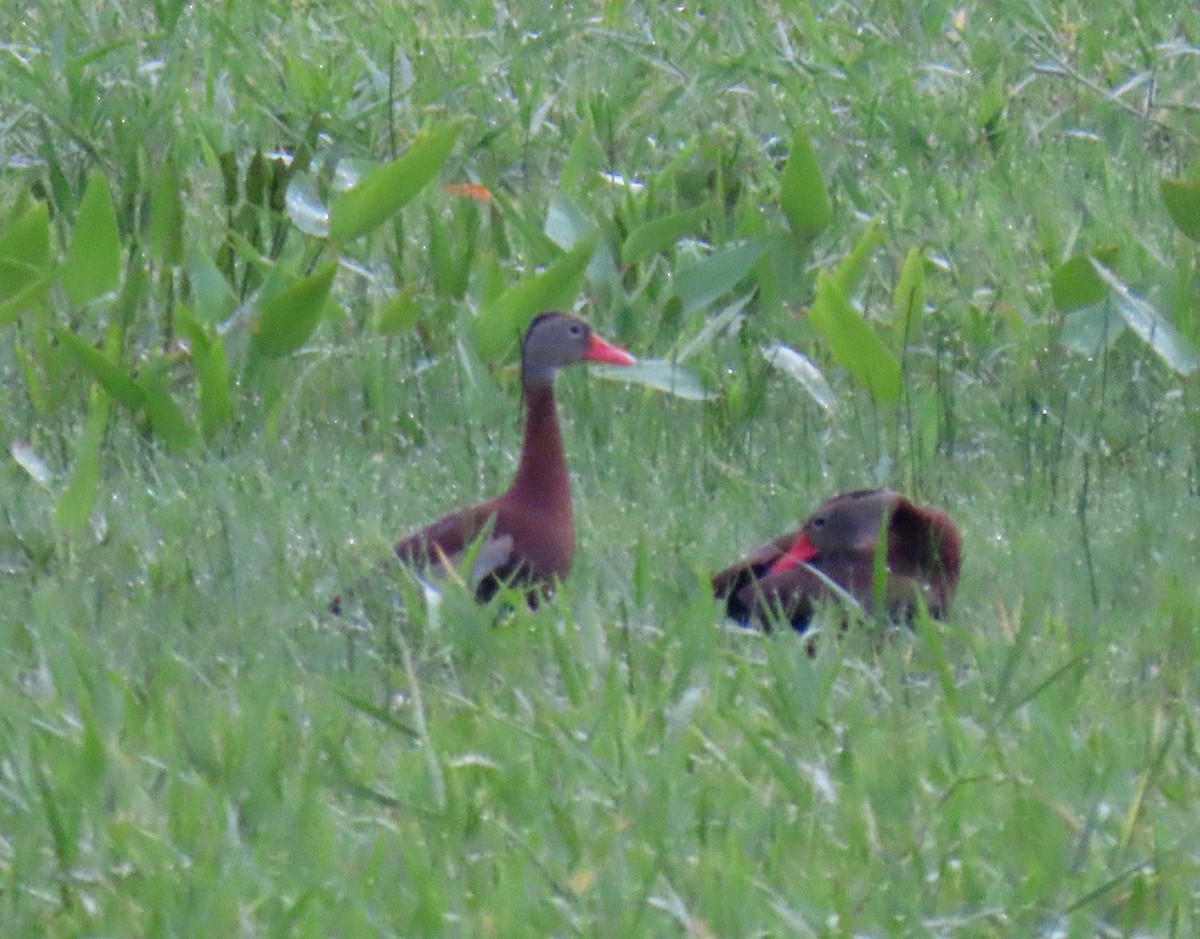 eBird Checklist - 12 Jun 2024 - Flooded Field Bird Sanctuary on Oil Well Rd - 14 species