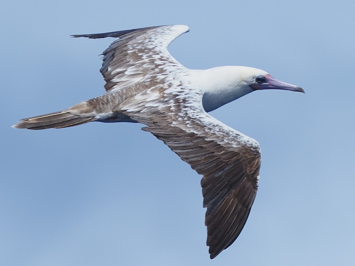 eBird Checklist - 20 Feb 2024 - Pacific Ocean 388 mi. northwest of ...