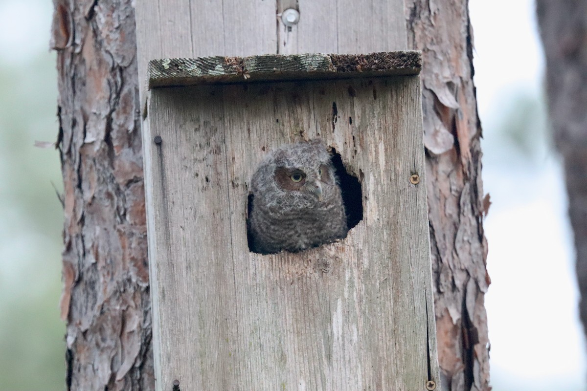 eBird Checklist - 13 Jun 2024 - Morningside Nature Center - 8 species