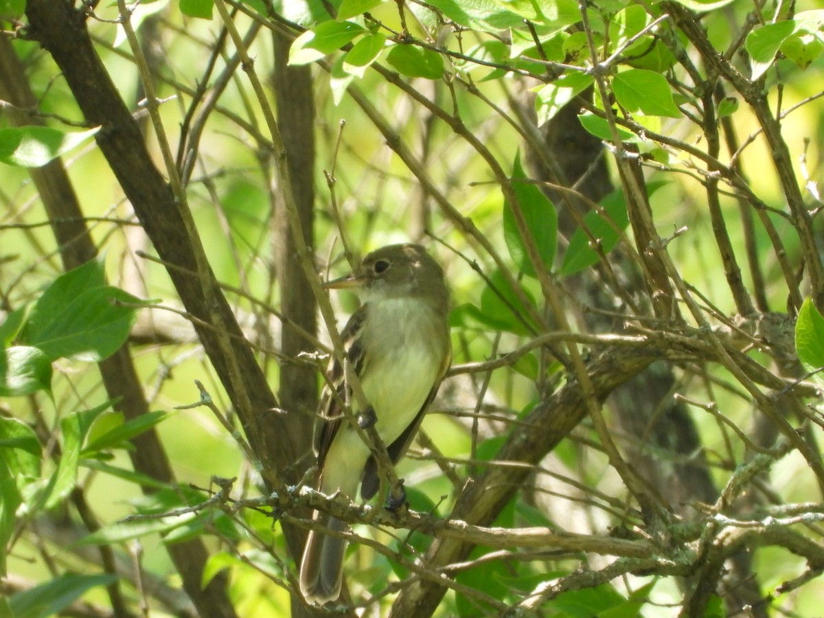 eBird Checklist - 13 Jun 2024 - Battelle Darby Creek Metro Park--Darby ...