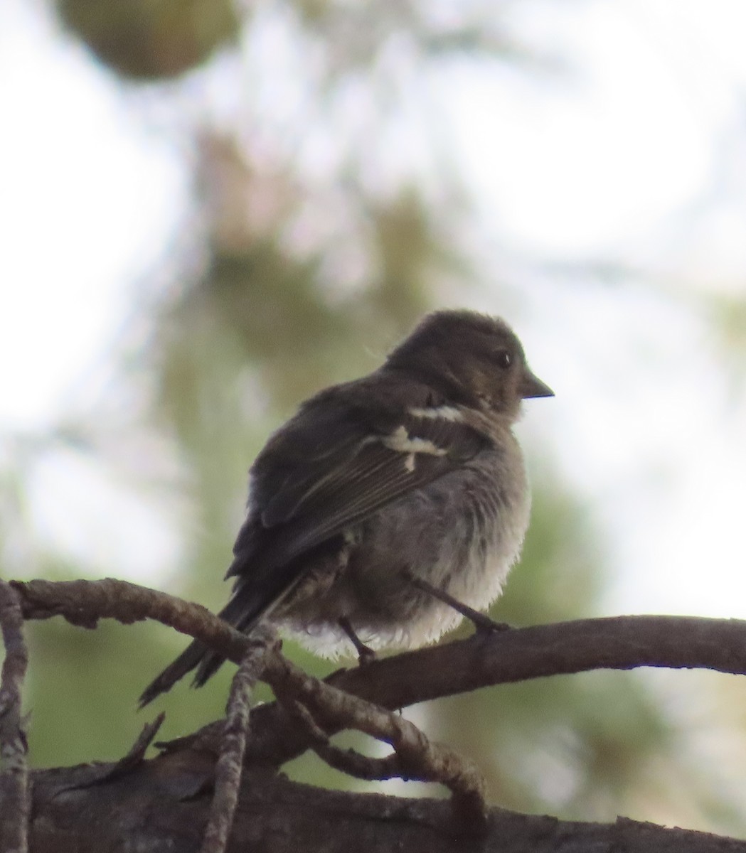 eBird Checklist - 13 Jun 2024 - Jabalcuza - 10 species