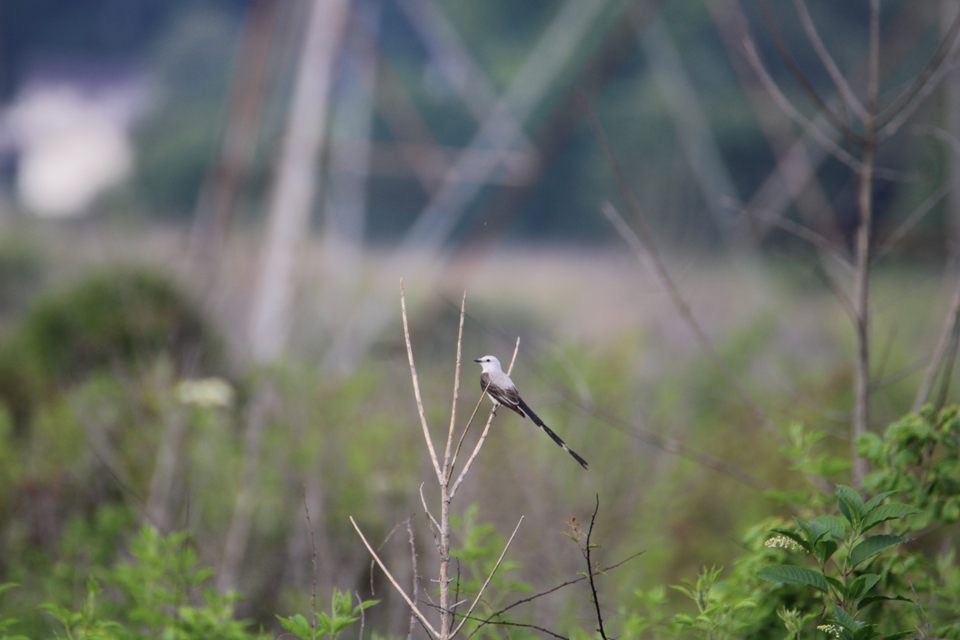 eBird Checklist - 13 Jun 2024 - 2164–2738 CR-255, Bridgeport US-AL 34. ...
