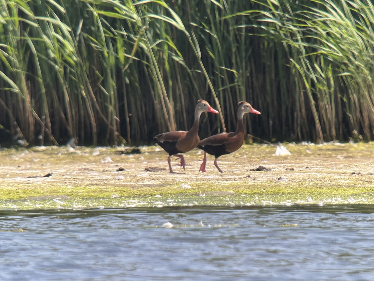 eBird Checklist - 13 Jun 2024 - Jamaica Bay Wildlife Refuge--East Pond ...
