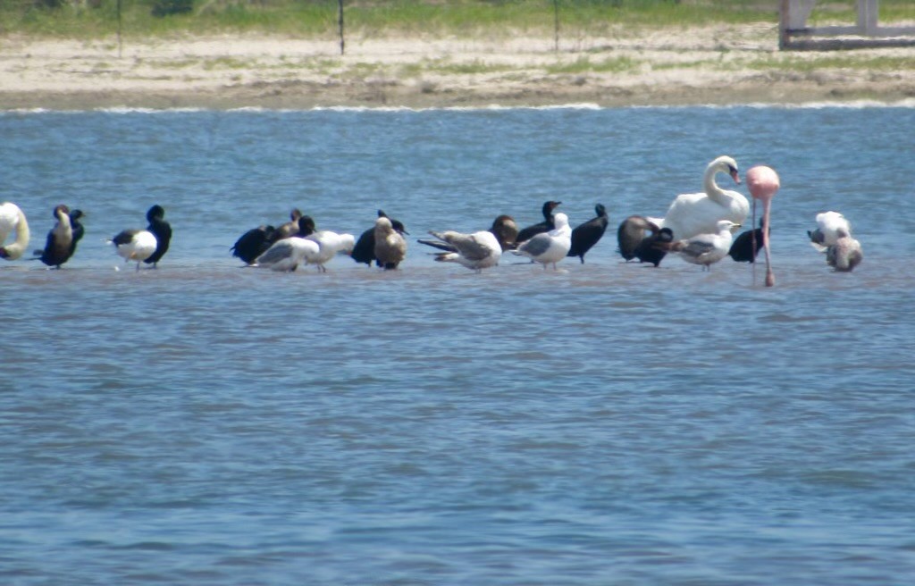eBird Checklist - 13 Jun 2024 - Georgica Pond, East Hampton - 13 species
