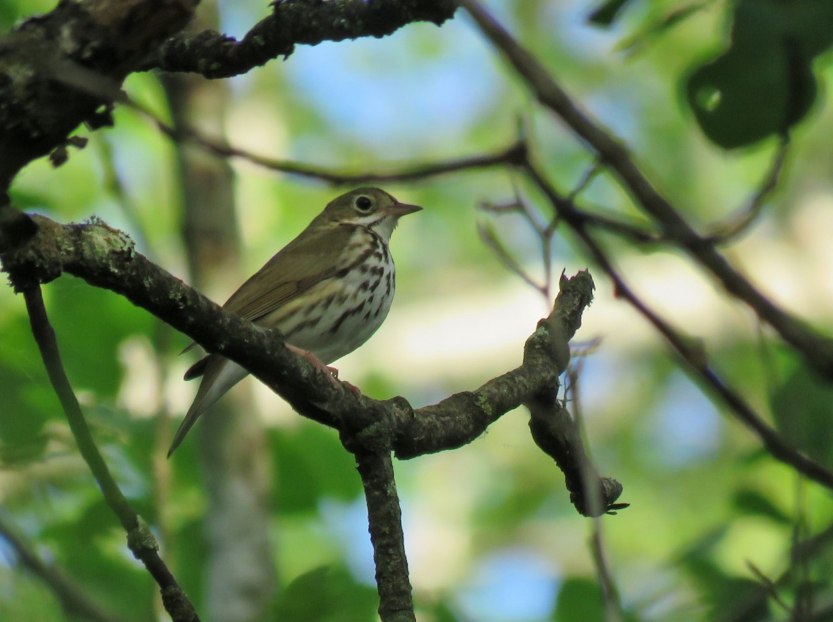 eBird Checklist - 13 Jun 2024 - Adams Road (N of CTH G) - 29 species