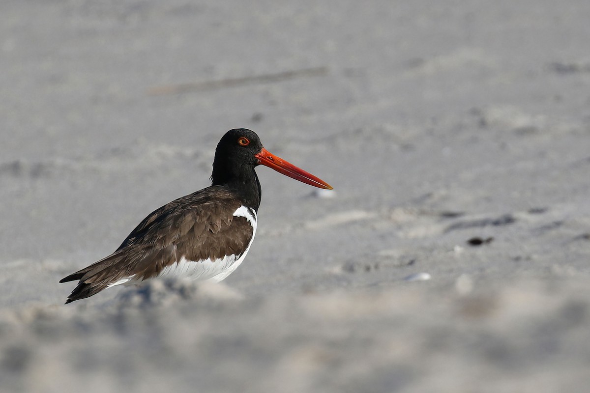 New York Breeding Bird Atlas Checklist - 12 Jun 2024 - Fire Island--Old ...