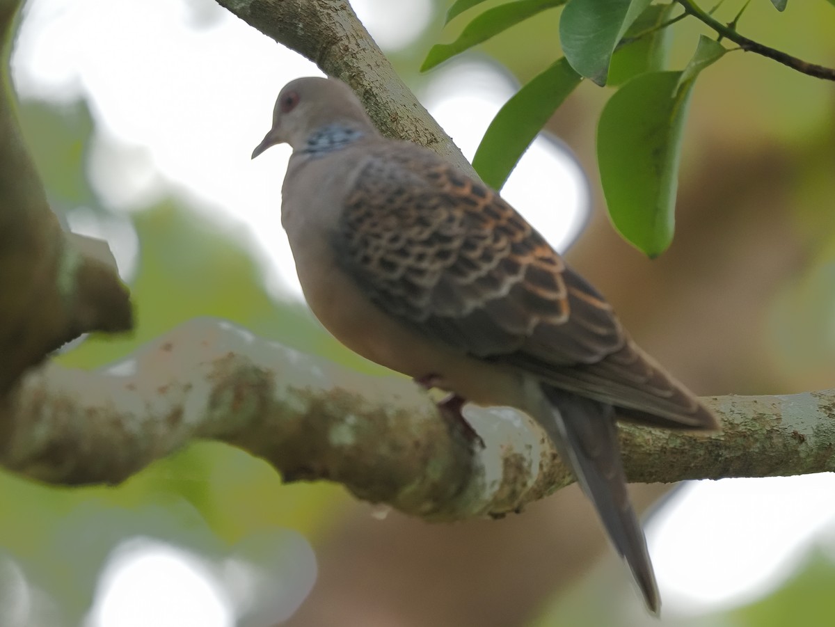 eBird Checklist - 24 Feb 2024 - Shiknaen Royal Garden,Naha - 4 species