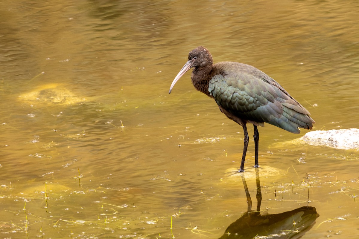 eBird Checklist - 13 Jun 2024 - PN Huascarán--Laguna Llaca - 22 species