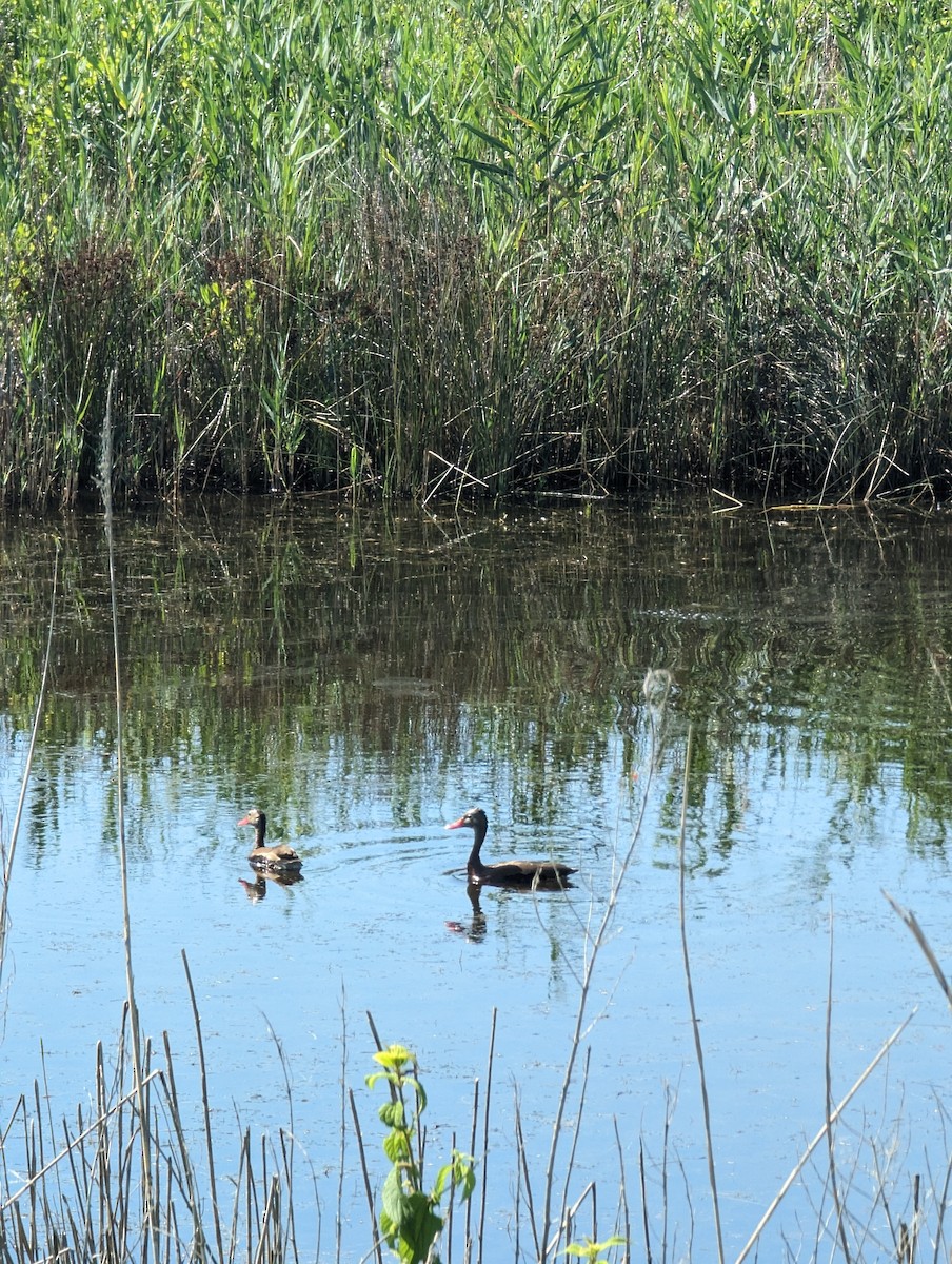 eBird Checklist - 14 Jun 2024 - **Back Bay NWR - 36 species