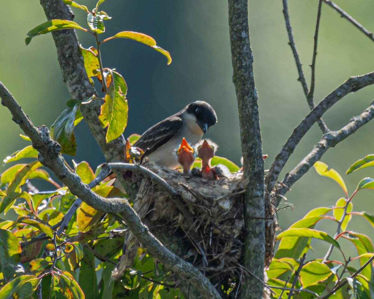 Pennsylvania Bird Atlas Checklist - 14 Jun 2024 - Gettysburg - 12 species