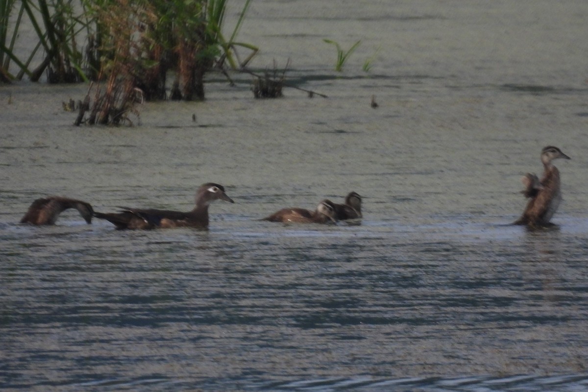 eBird Checklist - 14 Jun 2024 - Wallkill River NWR--Liberty Marsh (NY ...