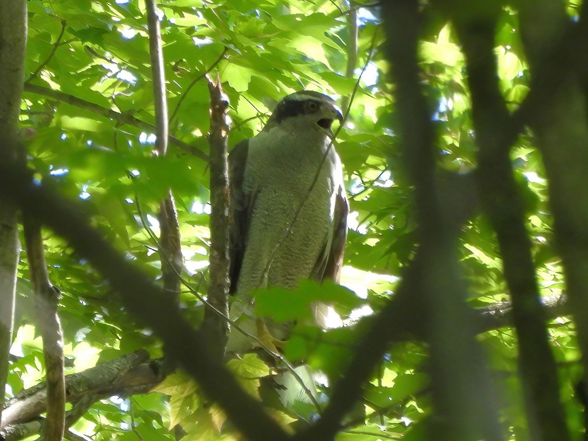 eBird Checklist - 14 Jun 2024 - Grass River Natural Area - 28 species