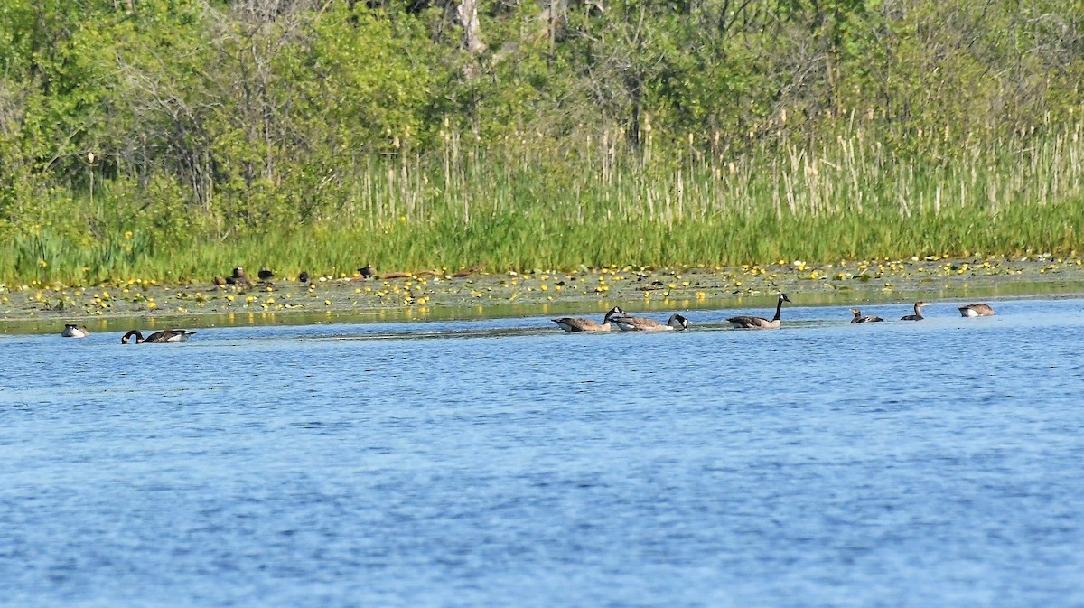 eBird Checklist - 14 Jun 2024 - Hayward Beach - 34 species