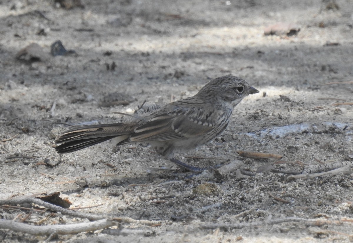 eBird Checklist - 14 Jun 2024 - Apollo Park - 23 species (+2 other taxa)