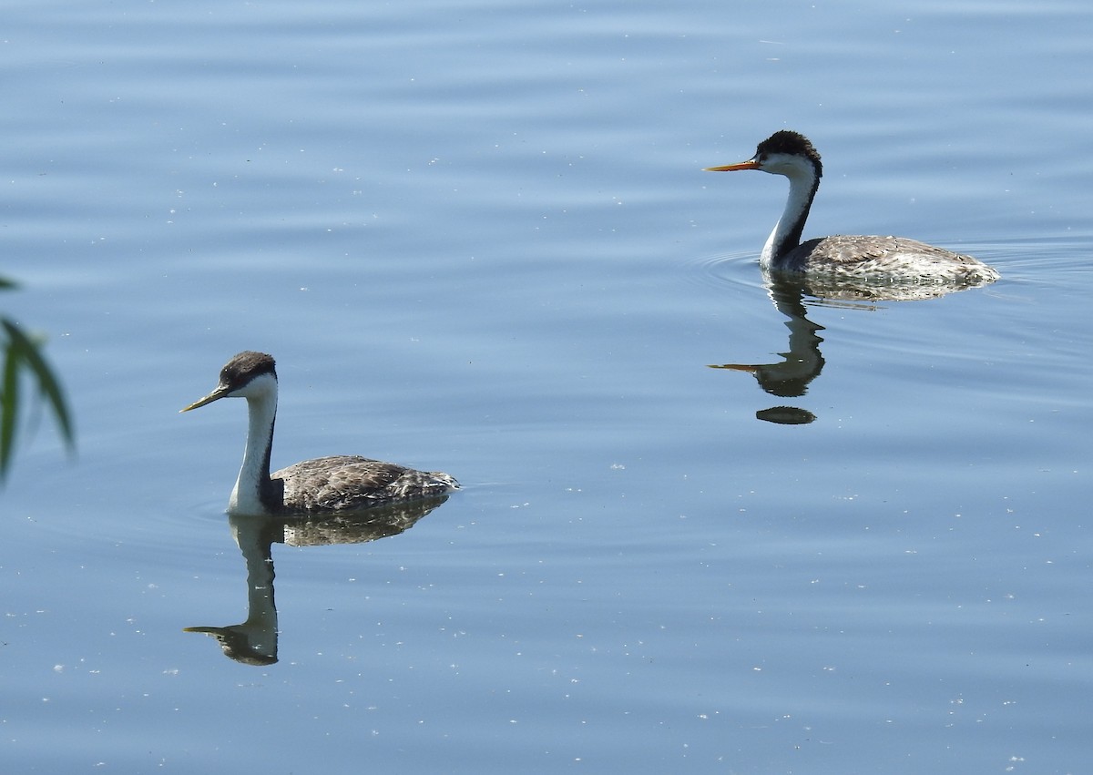 eBird Checklist - 14 Jun 2024 - Piute Ponds (permit required) - 37 ...