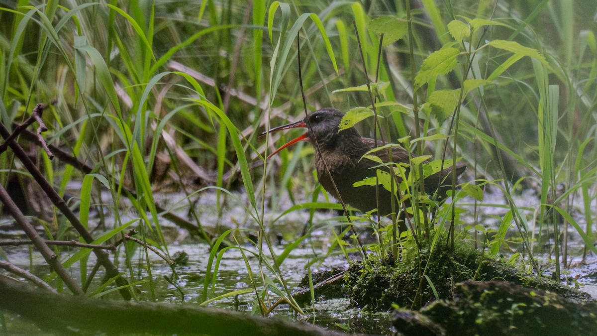 eBird Checklist - 14 Jun 2024 - Dodge Nature Center--Shepard Farm ...