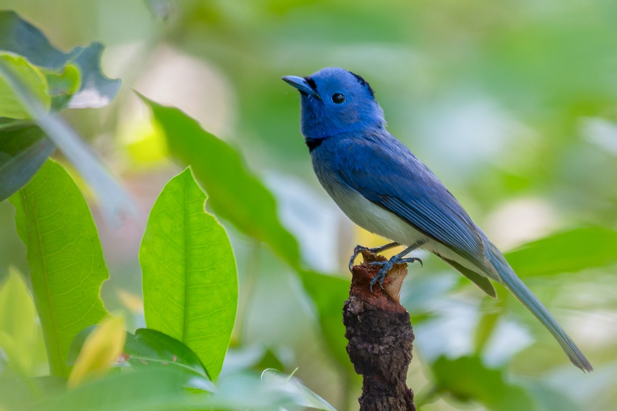 eBird Checklist - 15 Jun 2024 - Patali Srikhetra Forest - 22 species