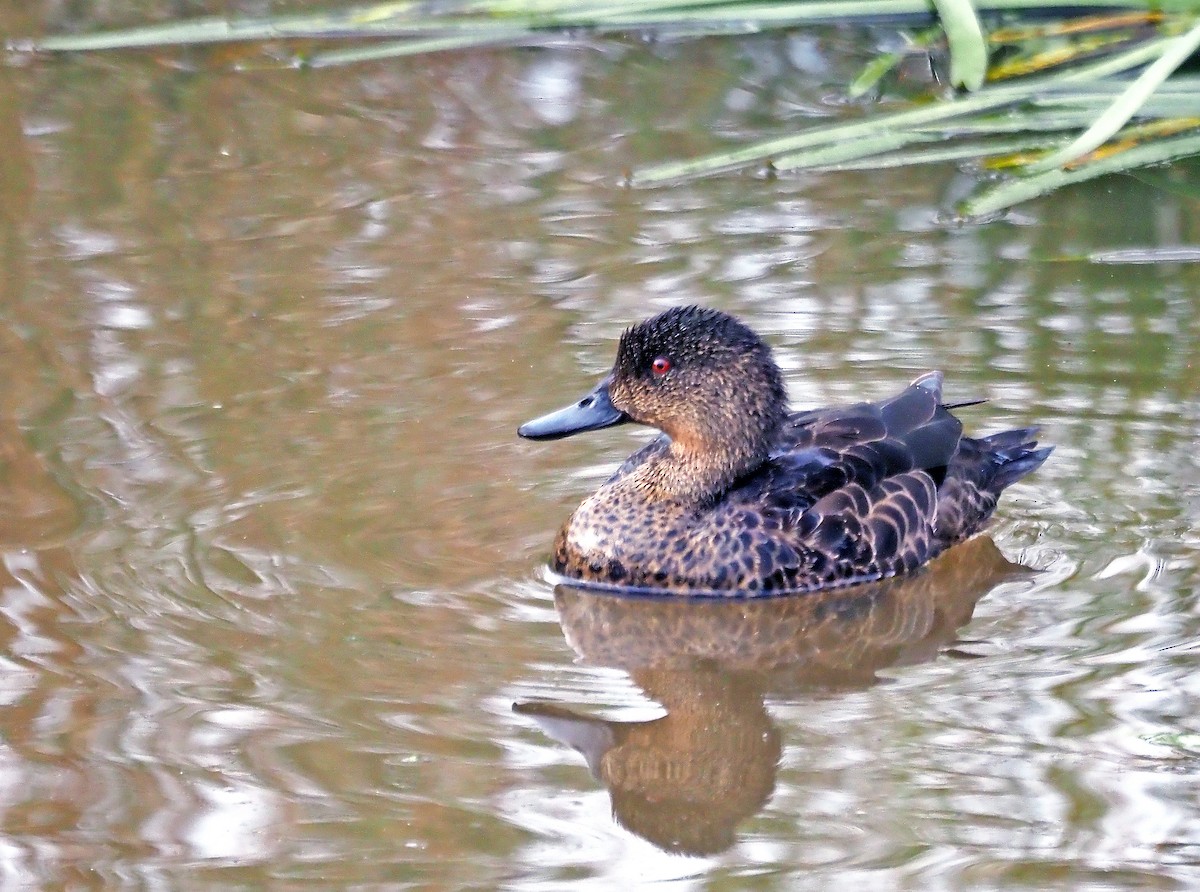 eBird Checklist - 14 Jun 2024 - Northern Memorial Park - 39 species