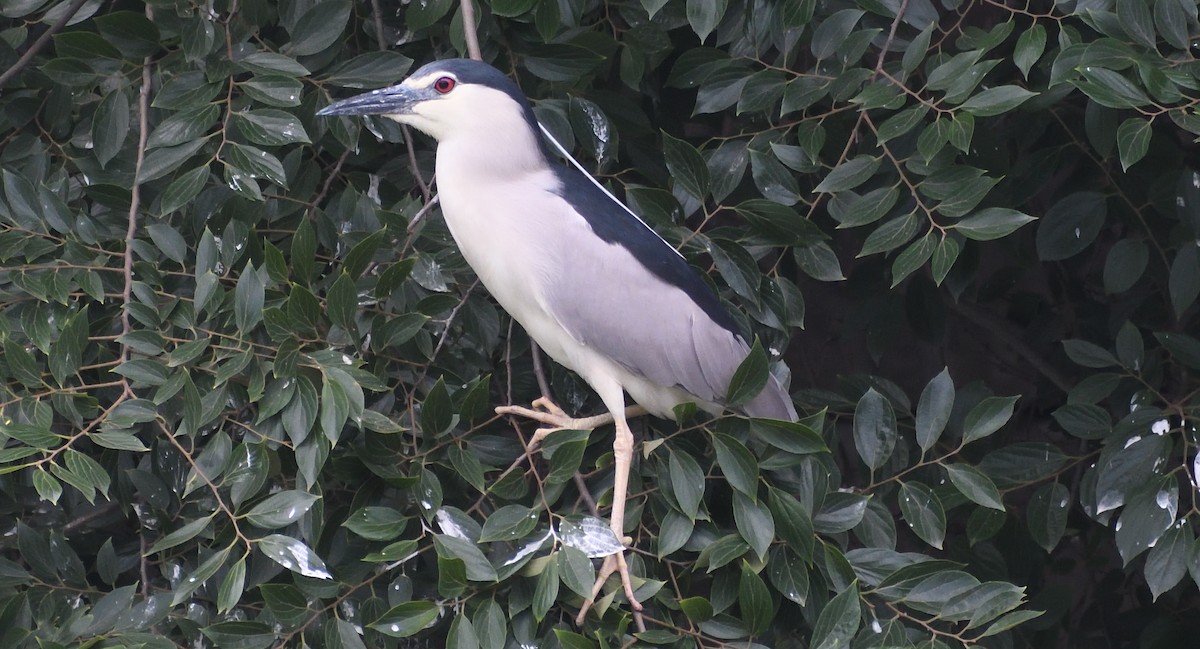 eBird Checklist - 4 Jun 2024 - 5 Ying Fang Chang, Su Zhou Shi, Jiang Su ...