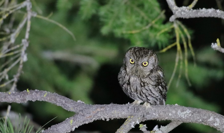 Tecolote del Oeste (grupo kennicottii) - eBird
