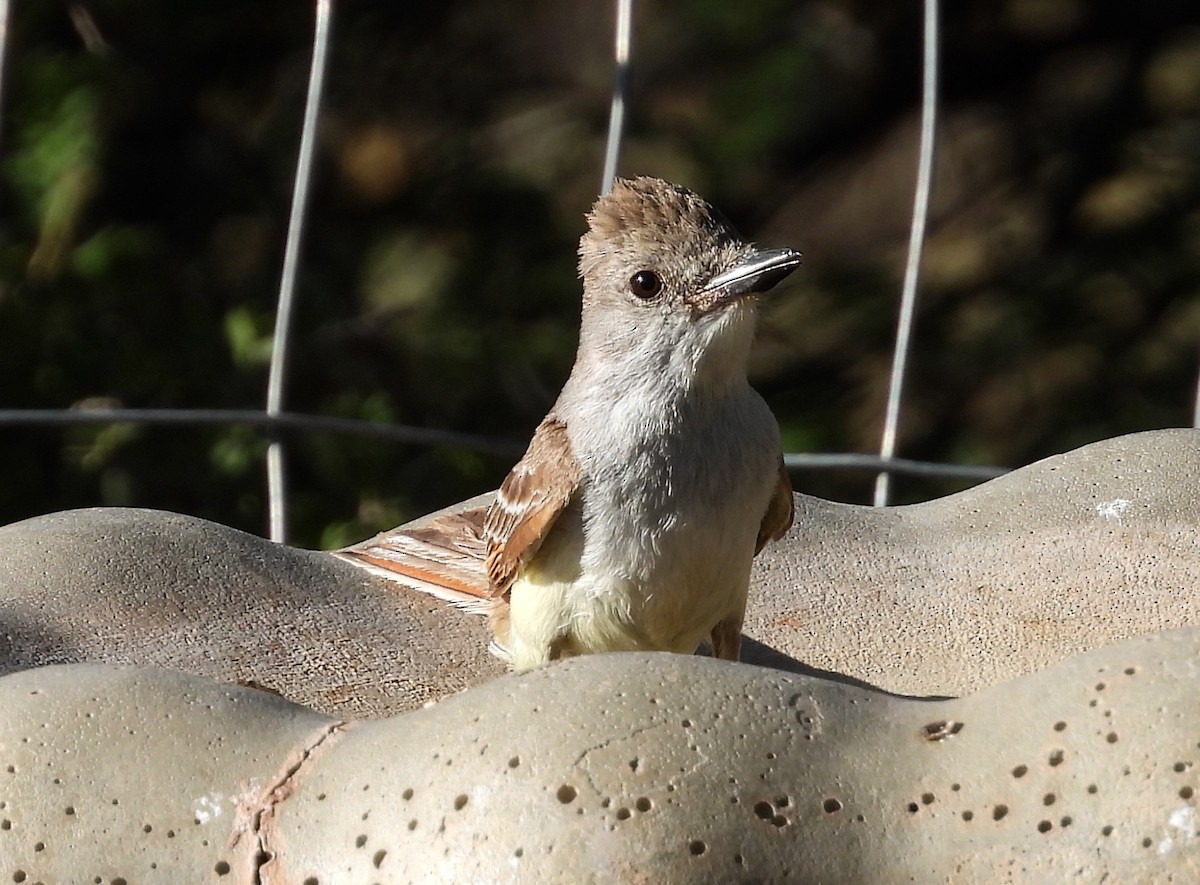 eBird Checklist - 14 Jun 2024 - Portal--Bob Rodrigues yard (Dave Jasper ...