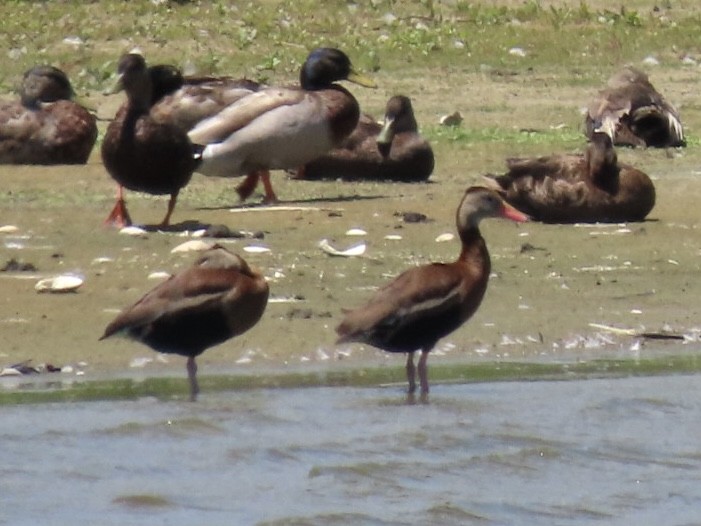 eBird Checklist - 15 Jun 2024 - Jamaica Bay Wildlife Refuge--Terrapin ...