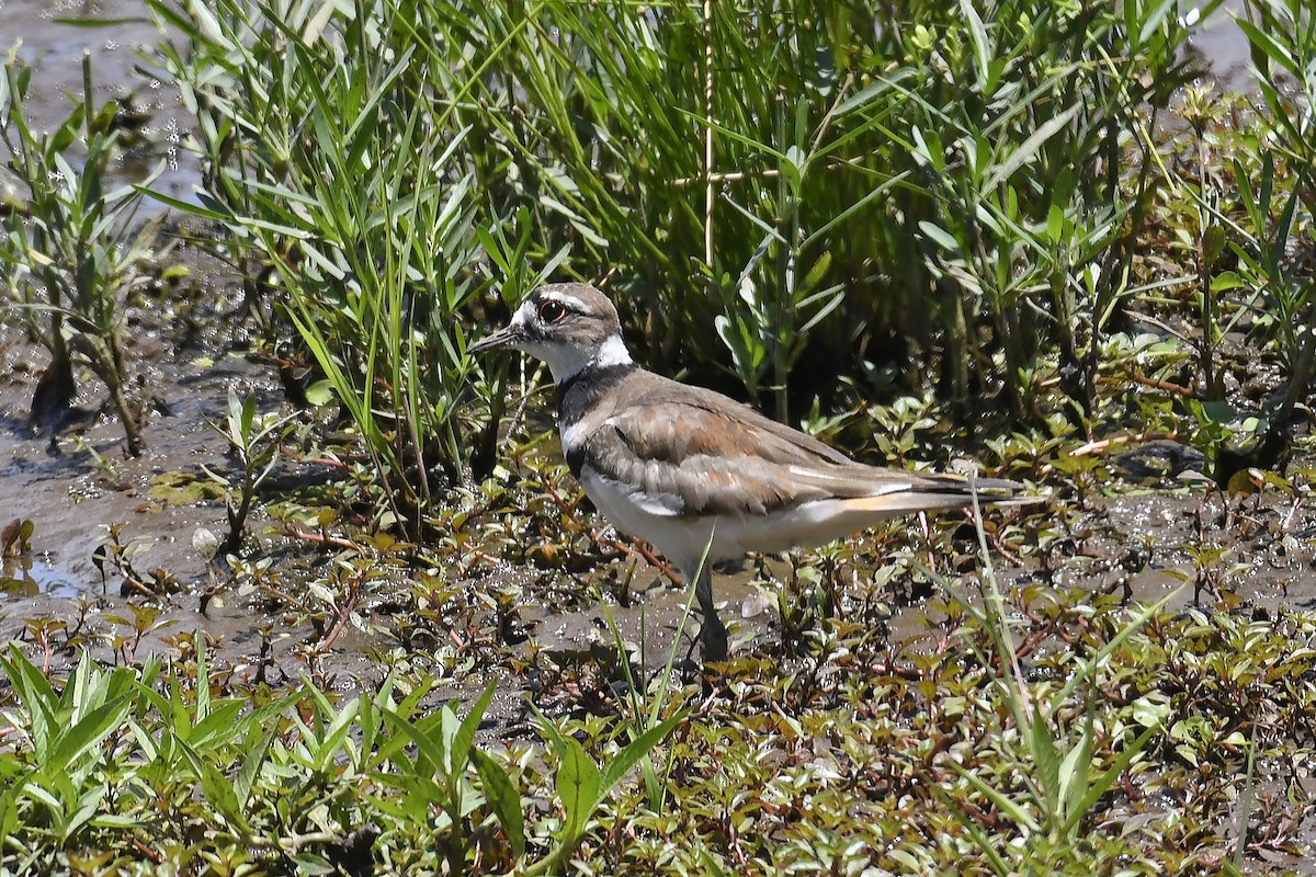 eBird Checklist - 15 Jun 2024 - Reusen's Dam - 23 species