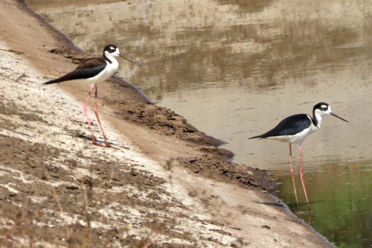 eBird Checklist - 14 Jun 2024 - Hague Dairy (UF Dairy Unit) - 15 species