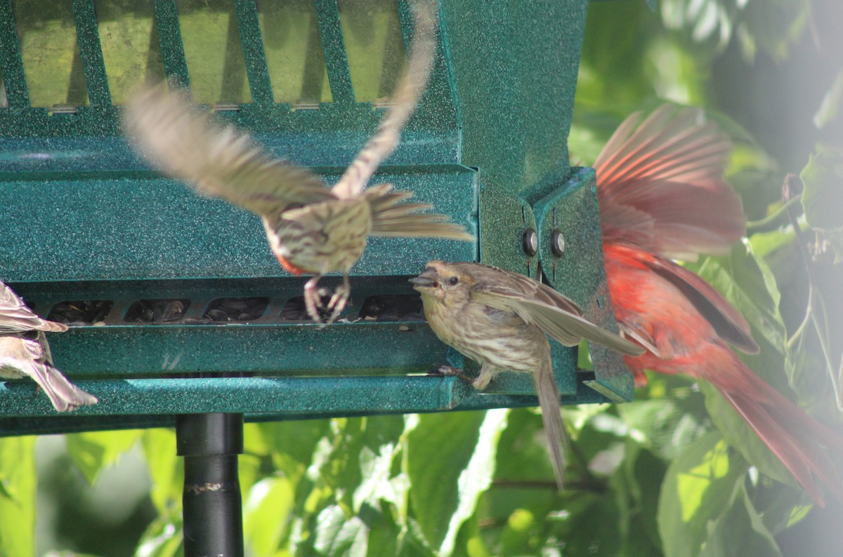 eBird Checklist - 16 Jun 2024 - 21 Stonehenge Rd, Pittsfield US-MA 42. ...