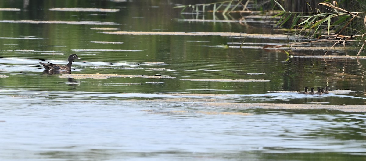 eBird Checklist - 15 Jun 2024 - White Oak Impoundment - 17 species