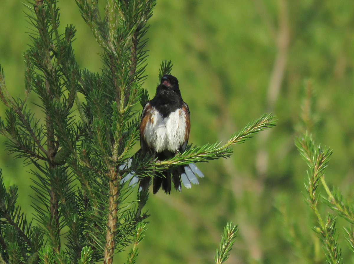 eBird Checklist - 11 Jun 2024 - 17th Ave (CTH C to CTH Z) - 31 species