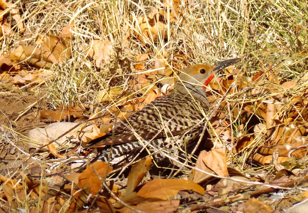 eBird Checklist - 16 Jun 2024 - Lyle Canyon - 17 species