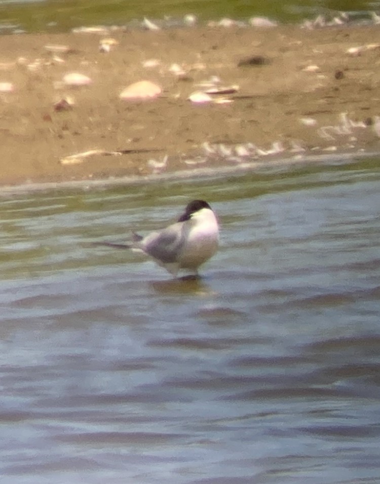 eBird Checklist - 16 Jun 2024 - Jamaica Bay Wildlife Refuge--Terrapin ...