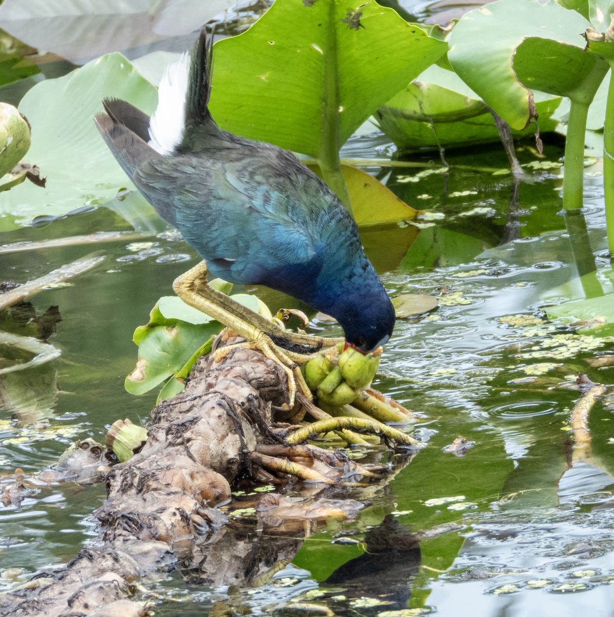 eBird Checklist - 16 Jun 2024 - Loxahatchee NWR - 25 species