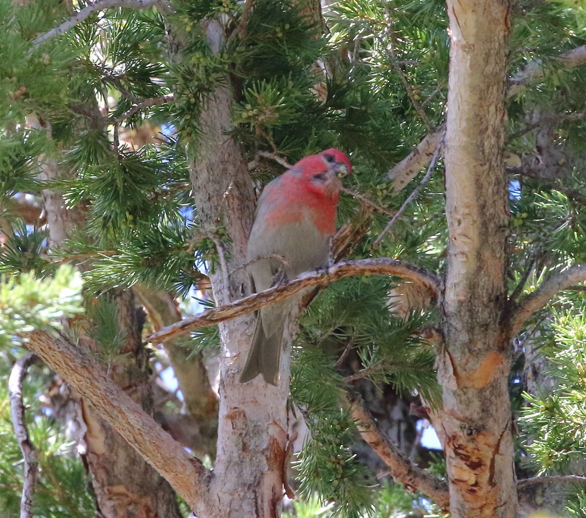 eBird Checklist - 16 Jun 2024 - Tahoe Meadows--Interpretive Loop Trail - 26 species