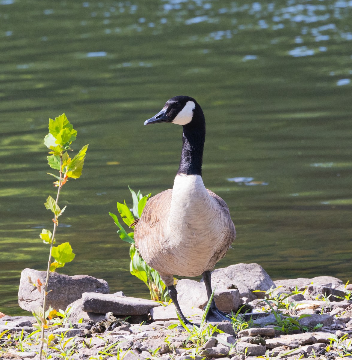 Pennsylvania Bird Atlas Checklist - 16 Jun 2024 - Upper Schuylkill ...