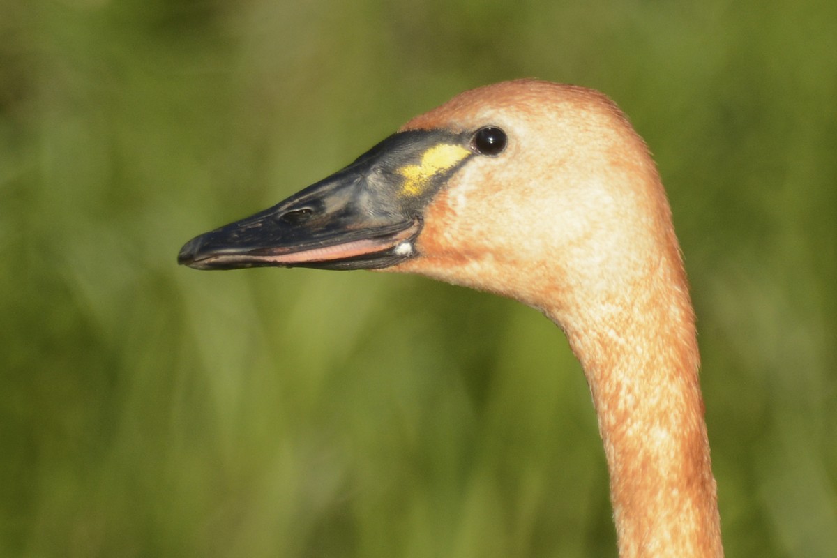 eBird Checklist - 15 Jun 2024 - Ajax--Rotary Park - 36 species (+1 ...