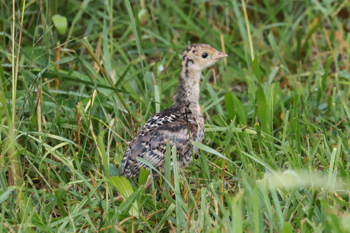 Pennsylvania Bird Atlas Checklist - 15 Jun 2024 - 406 Upper Georges Valley Rd, Spring Mills US ...