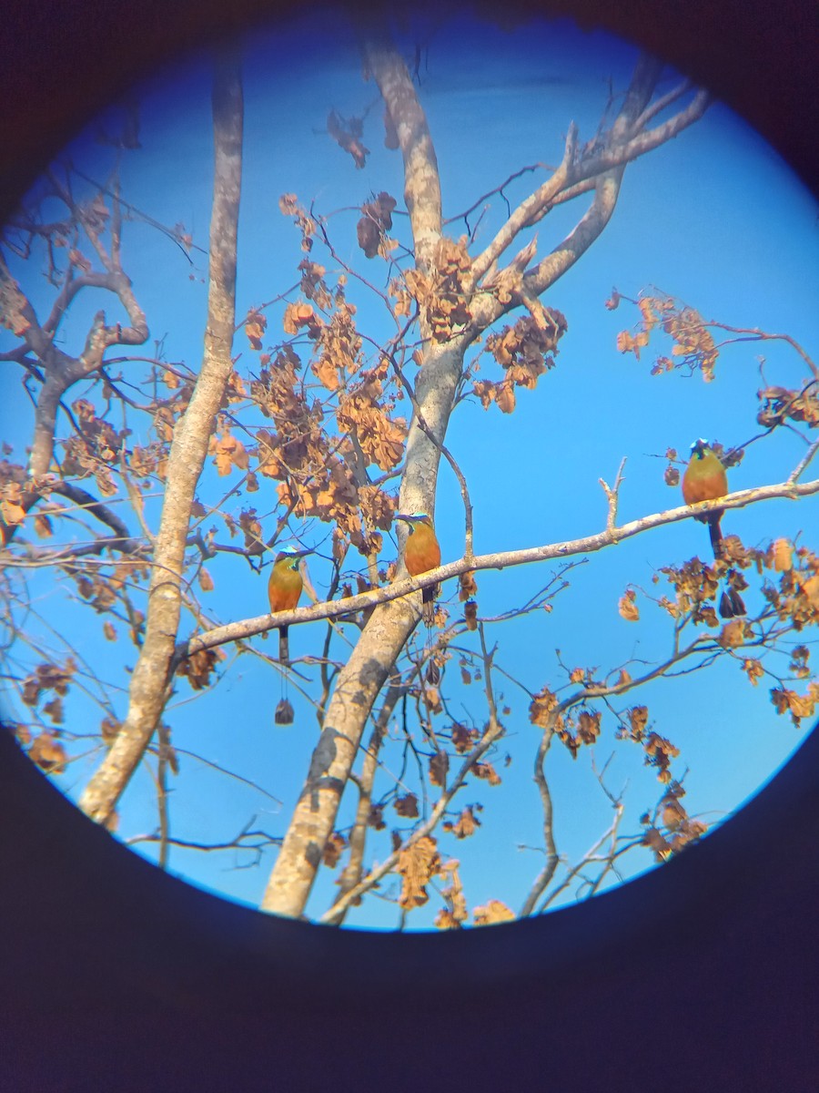eBird Checklist - 8 Jun 2024 - vivero Forestal Riviera Maya - 4 species