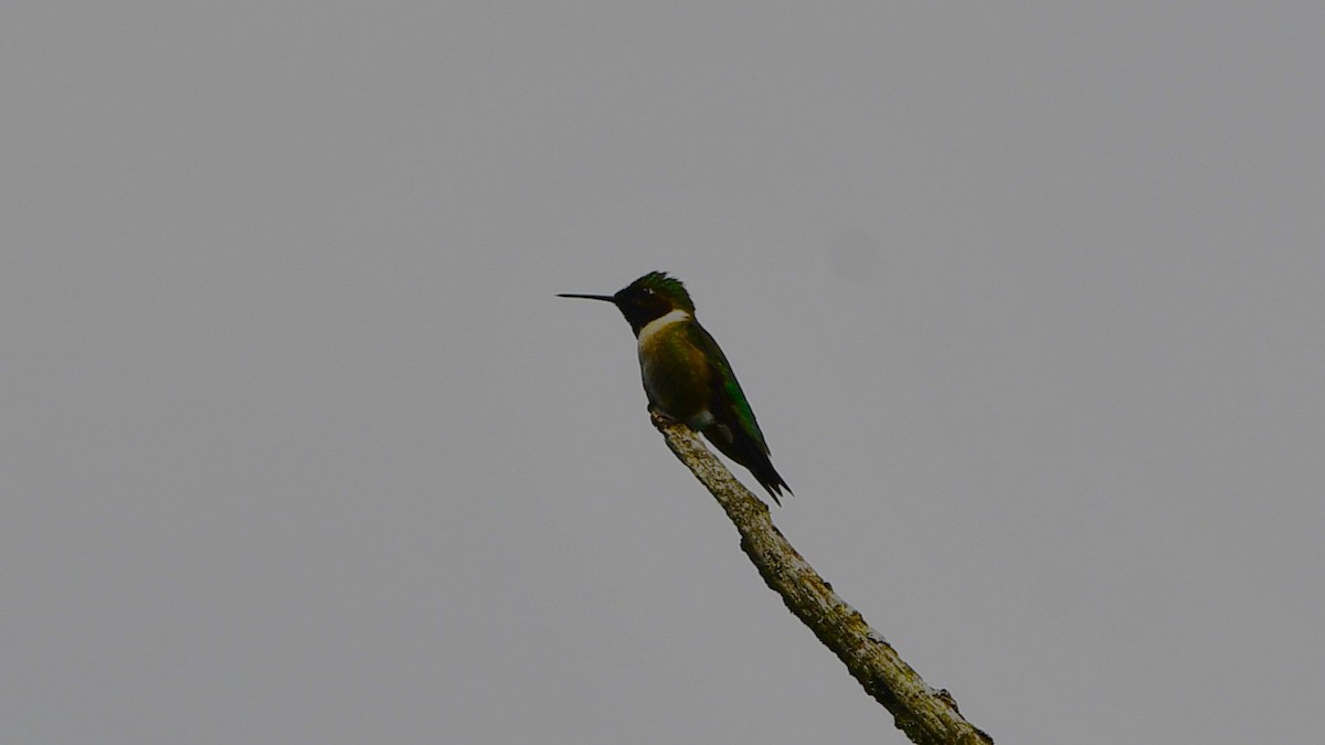 eBird Checklist - 17 Jun 2024 - Ottawa--Greenbelt Trail 51 - 29 species