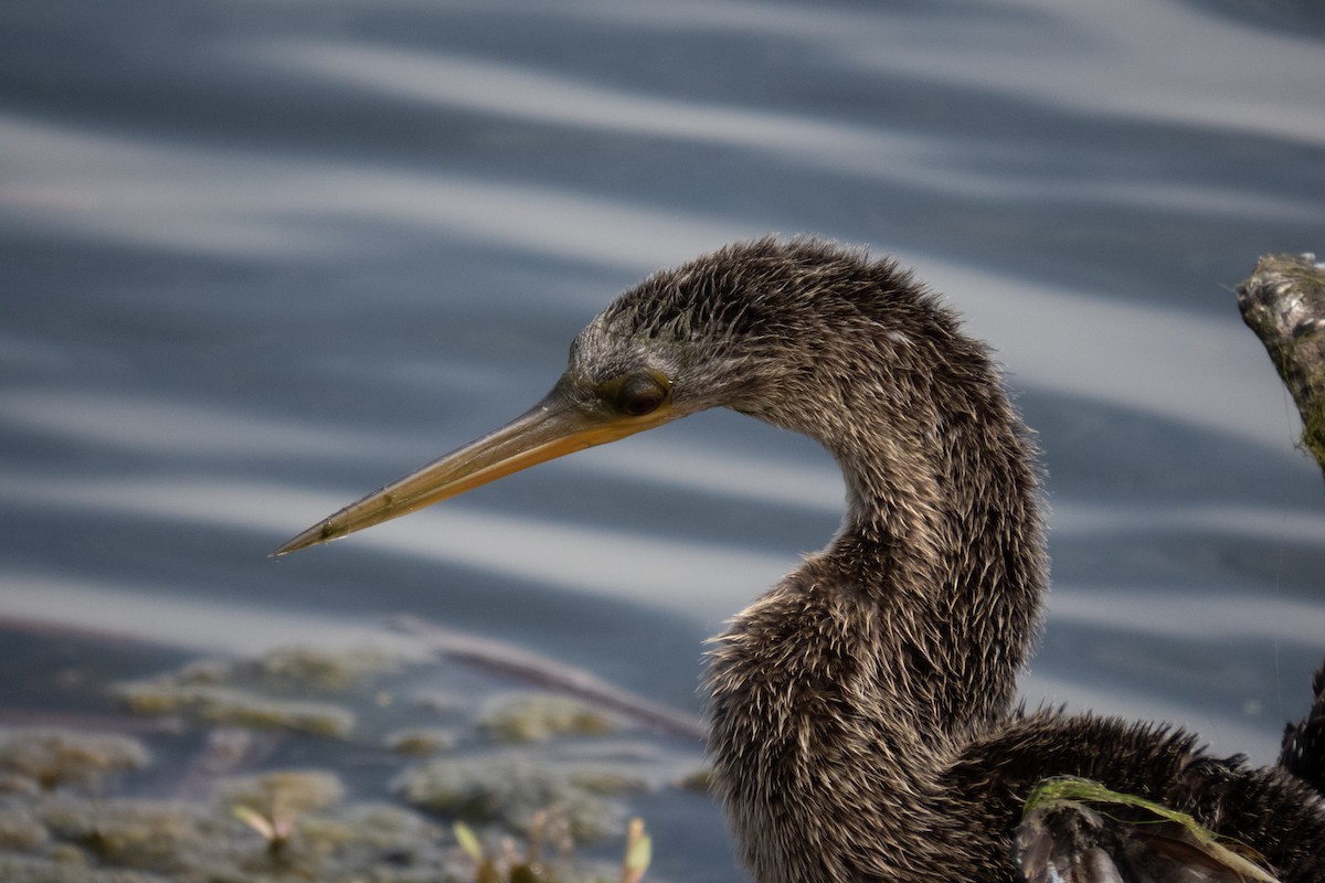 eBird Checklist - 13 Jun 2024 - Carl Bazemore Bird Walk - 20 species