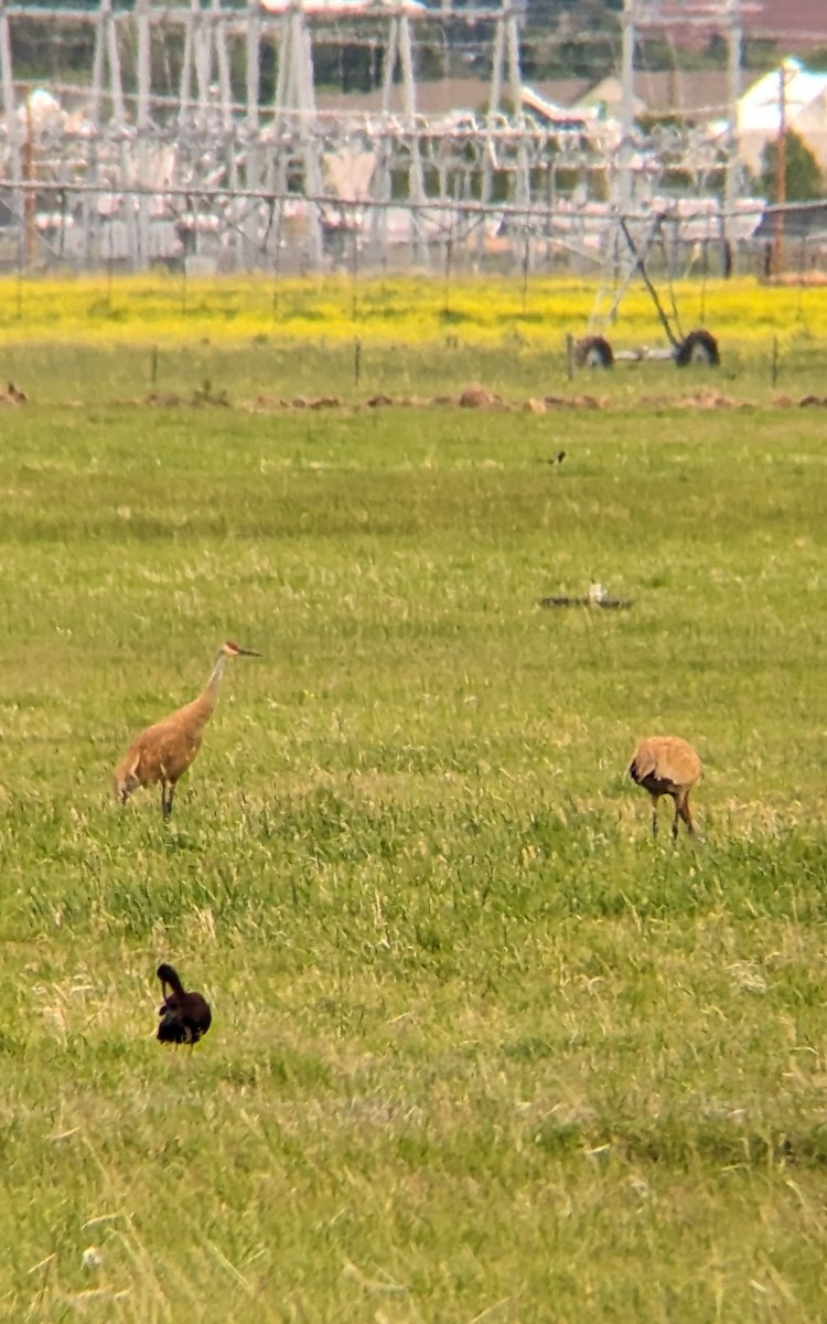 eBird Checklist - 17 Jun 2024 - Upper Prickly Pear FAS - 20 species